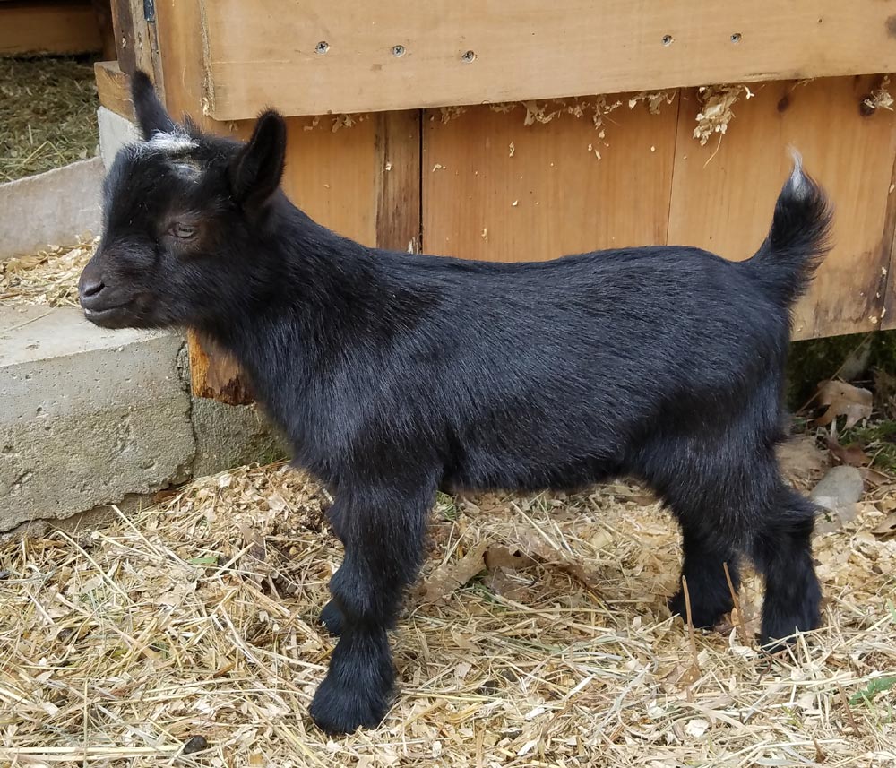 Nigerian Dwarf Goats – Stonewall Farm Maine